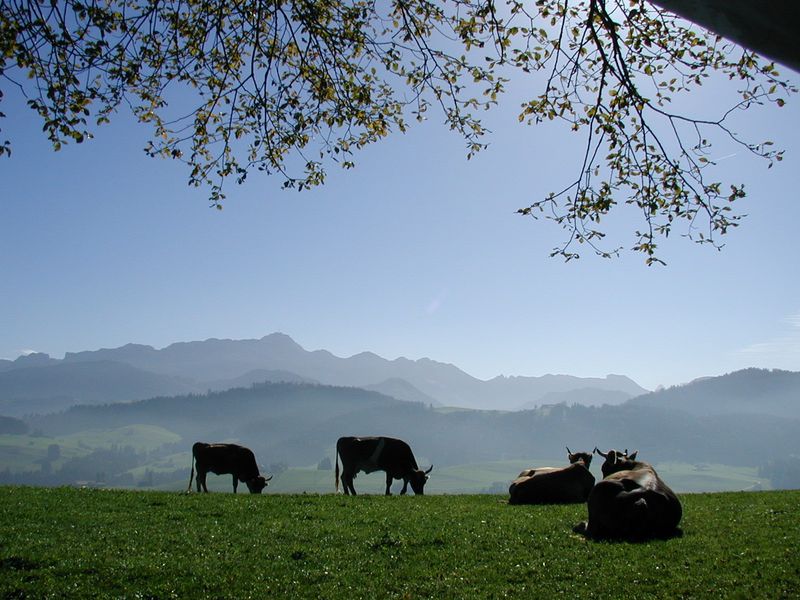 Ausserrhoder Spezialitäten am neuen Olma Regio-Genussmarkt