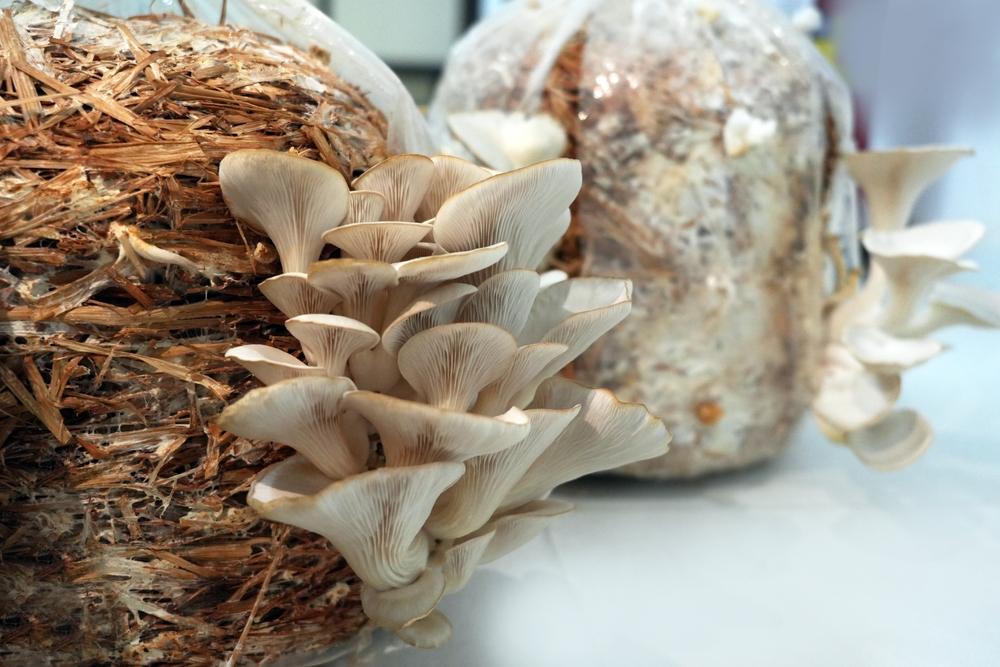 Edelpilze selbst züchten: Shiitake, Kräuterseitlinge, Löwenmähne ...